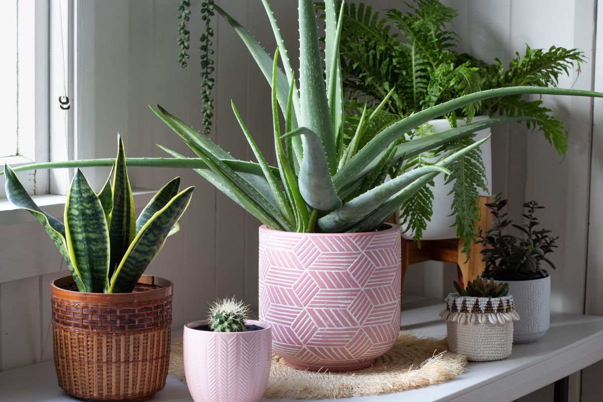 How to Plant, Grow, and Care for Aloe Vera – TheGrowingLeaf