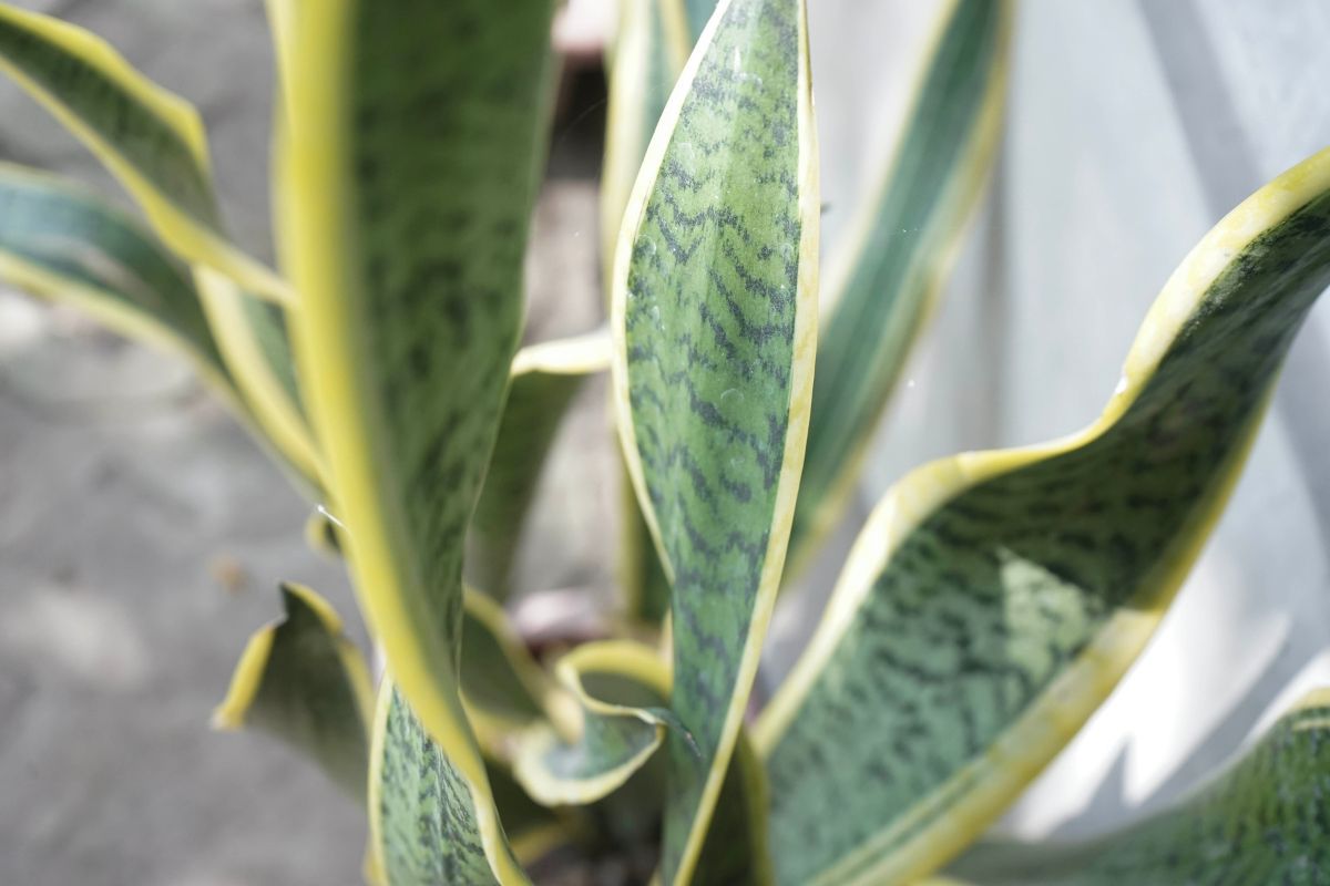 16 Common Problems With Snake Plants (and How to Fix Them) – TheGrowingLeaf