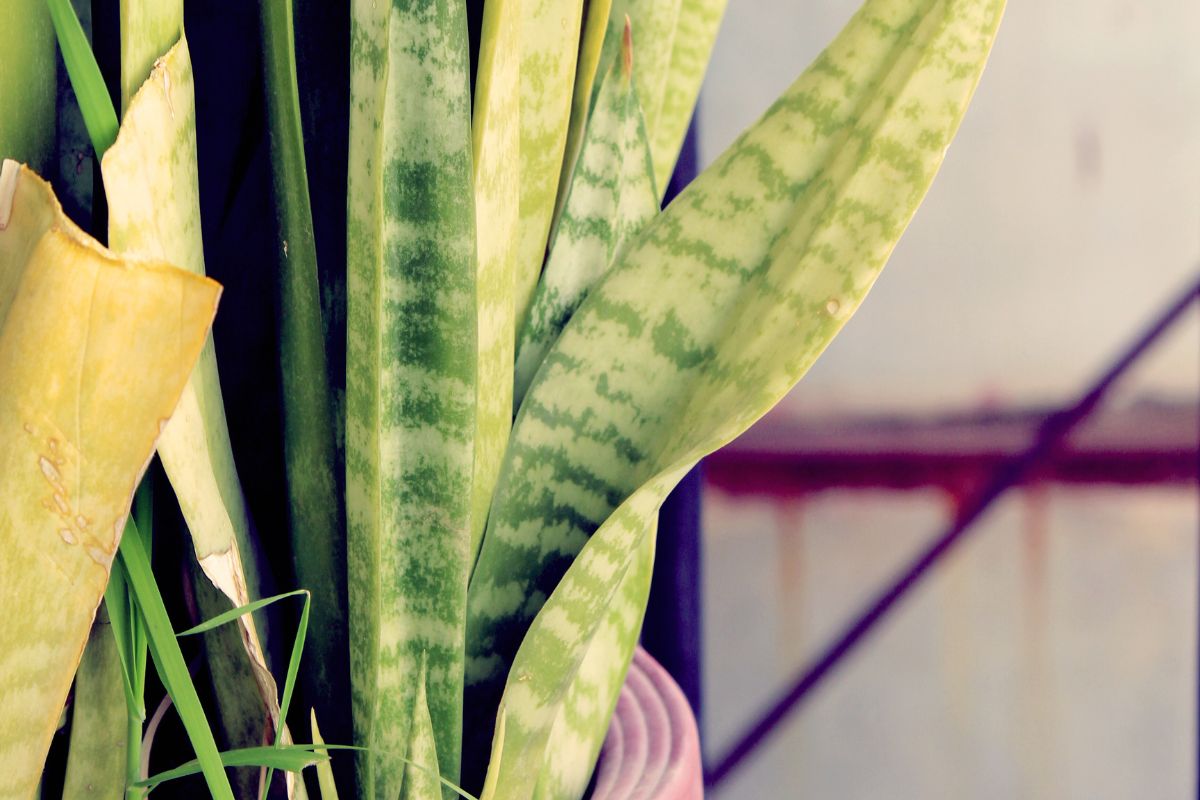 16 Common Problems With Snake Plants (and How to Fix Them) – TheGrowingLeaf
