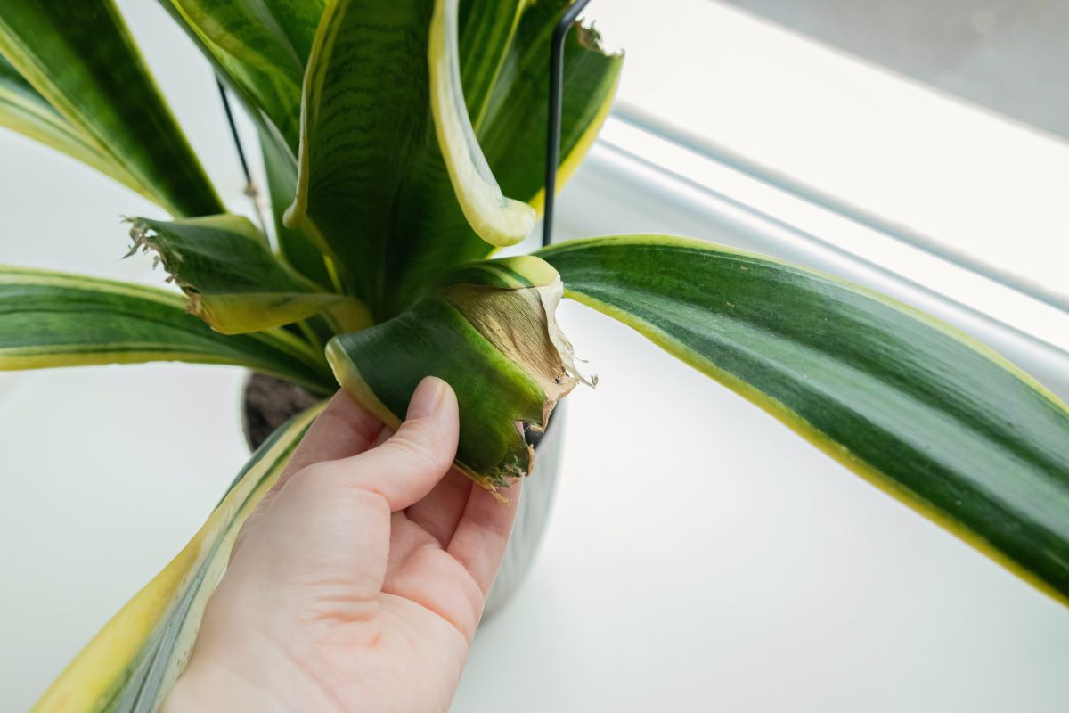 16 Common Problems With Snake Plants (and How to Fix Them) – TheGrowingLeaf