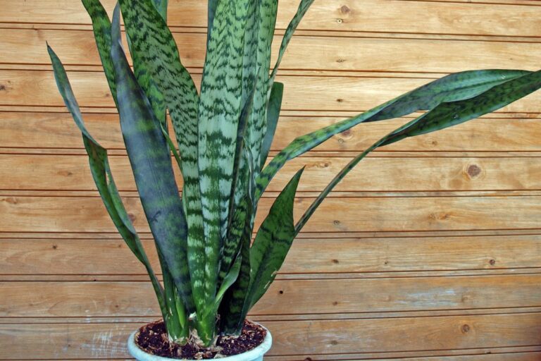 16 Common Problems With Snake Plants (and How to Fix Them) – TheGrowingLeaf