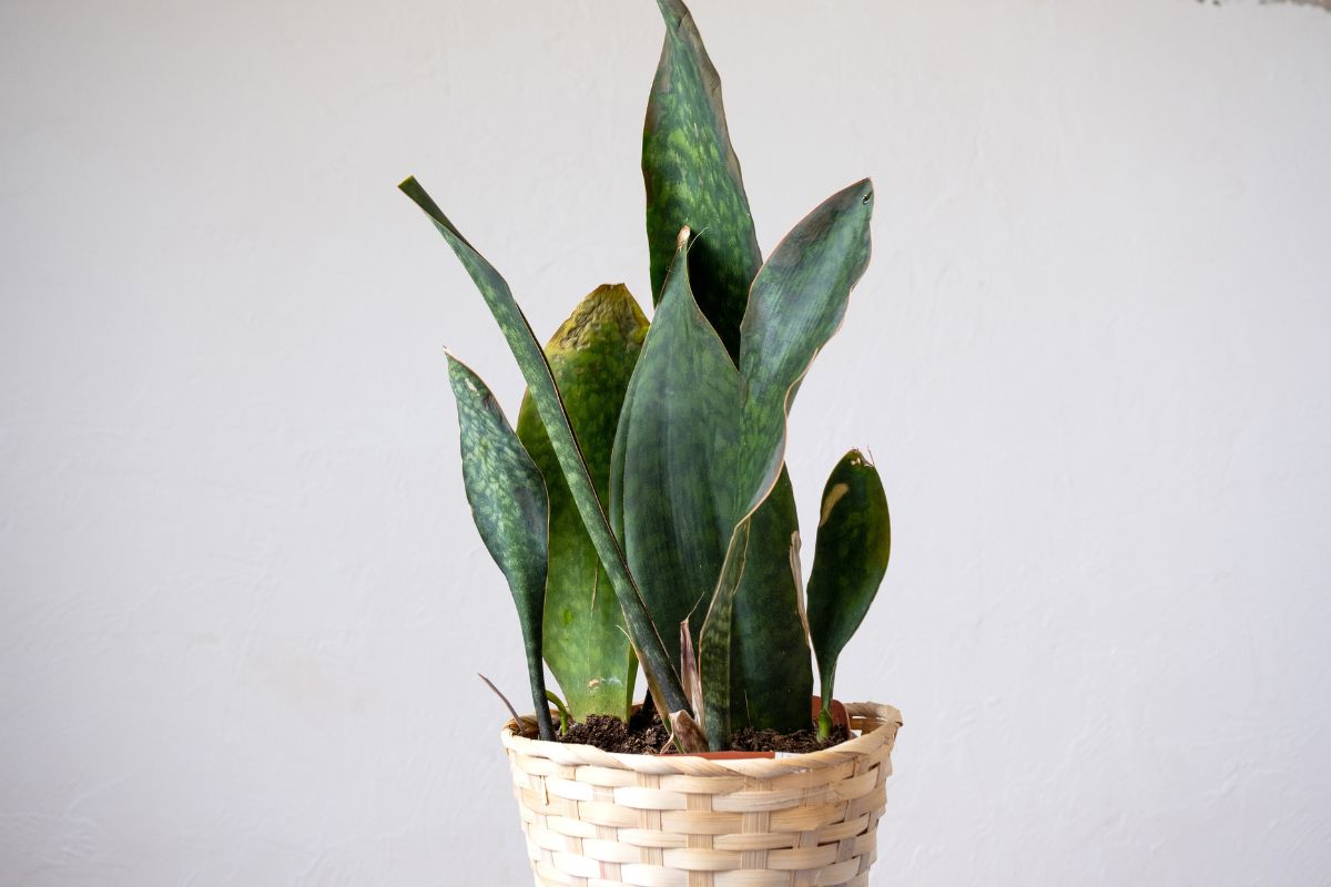 16 Common Problems With Snake Plants (and How to Fix Them) – TheGrowingLeaf