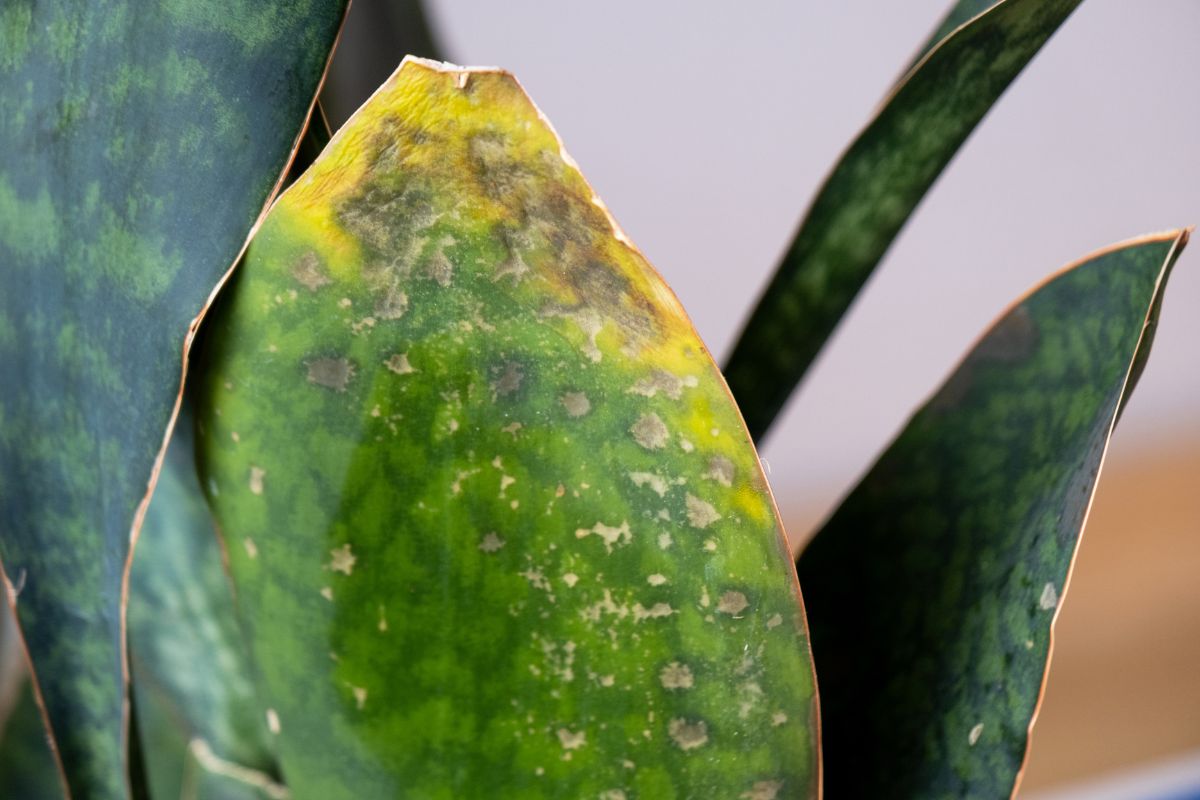 16 Common Problems With Snake Plants (and How to Fix Them) – TheGrowingLeaf