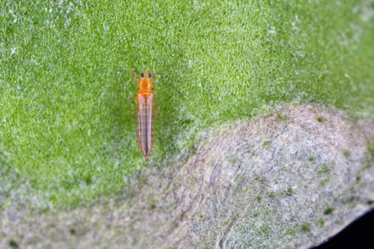 Identifying Thrips on Houseplants & Management – TheGrowingLeaf