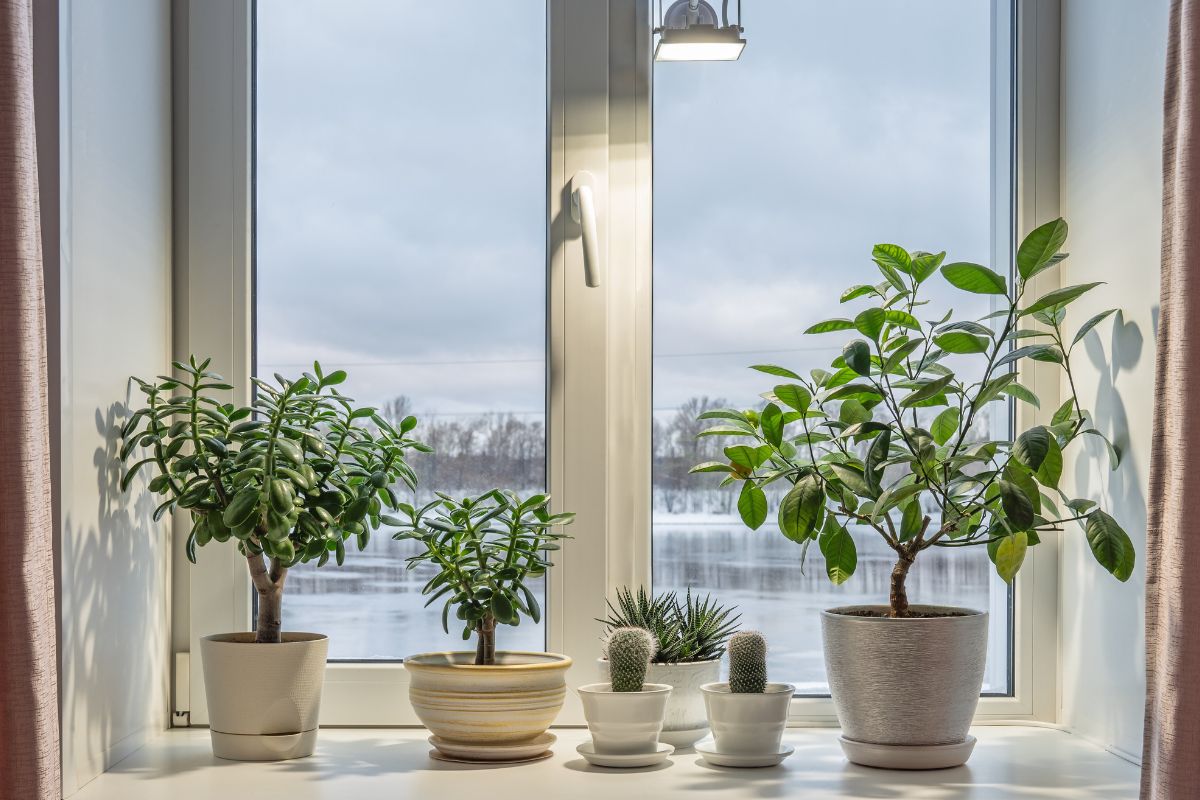 Houseplant Light Requirements: From Low Light to Direct Sun ...