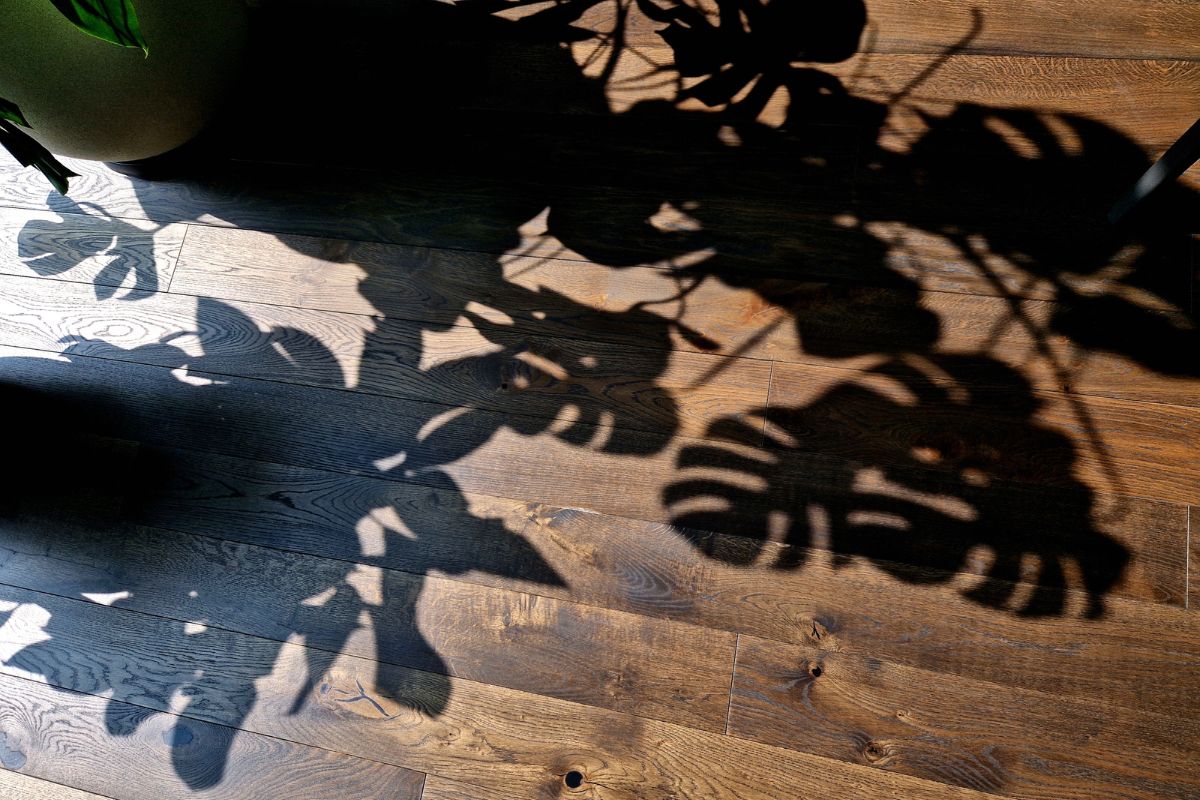 Houseplant Light Requirements: From Low Light to Direct Sun ...
