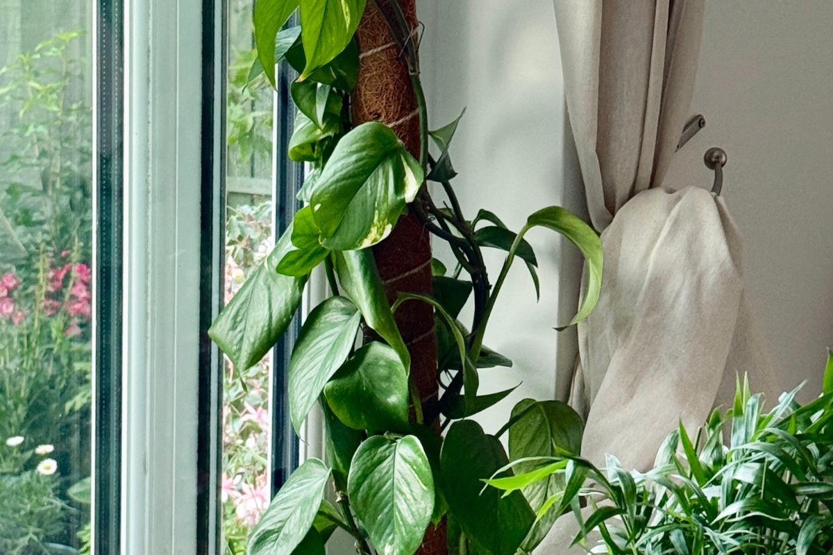 How to Plant, Grow, and Care for Golden Pothos – TheGrowingLeaf
