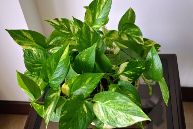 How to Plant, Grow, and Care for Golden Pothos – TheGrowingLeaf